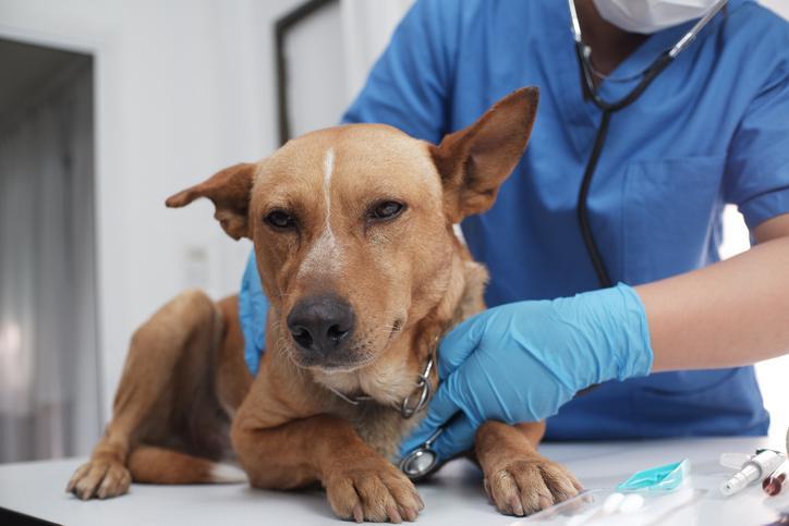Can Dogs Get the Mumps? - Parotitis in Dogs