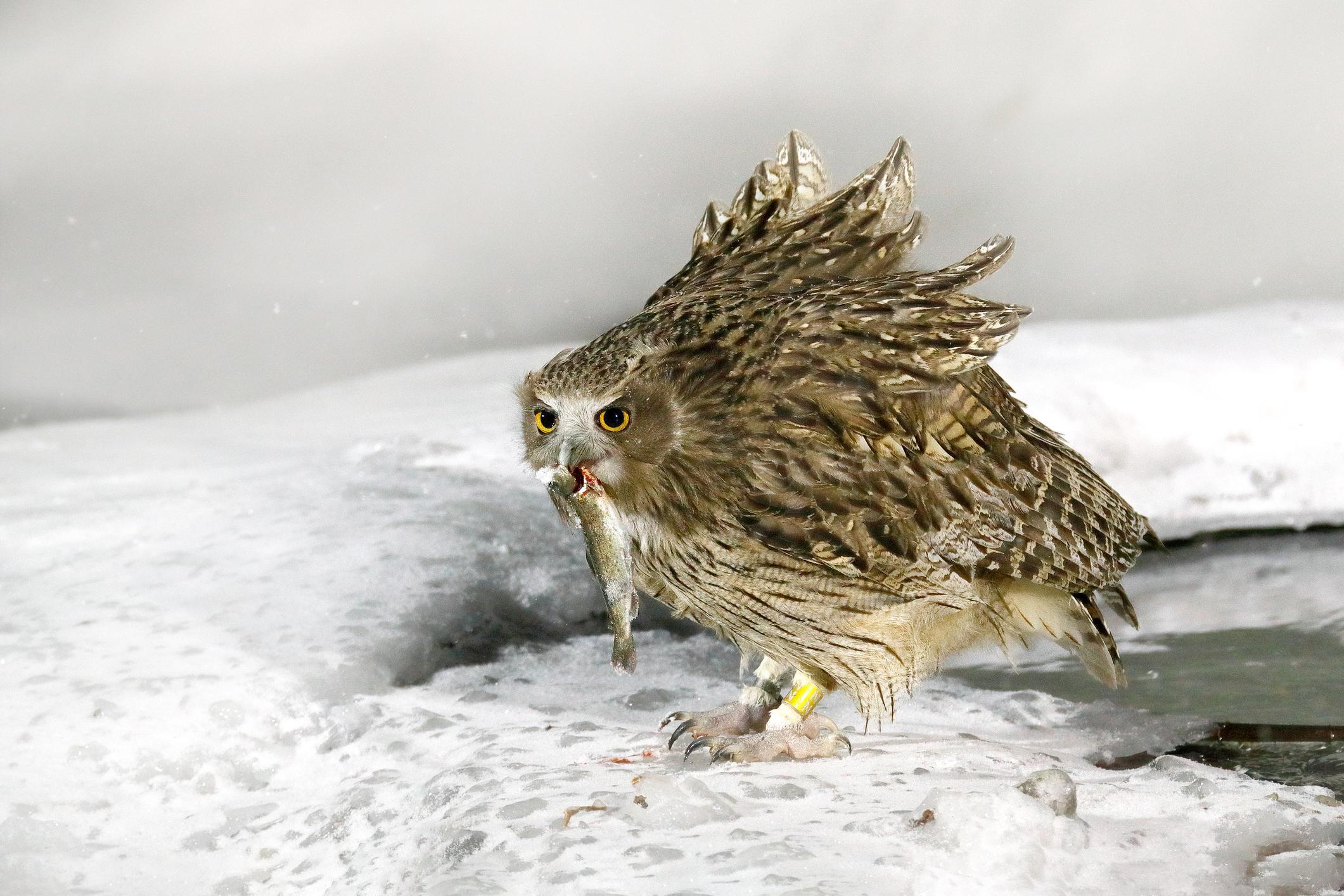What Do Owls Eat? - Owl Diets by Species