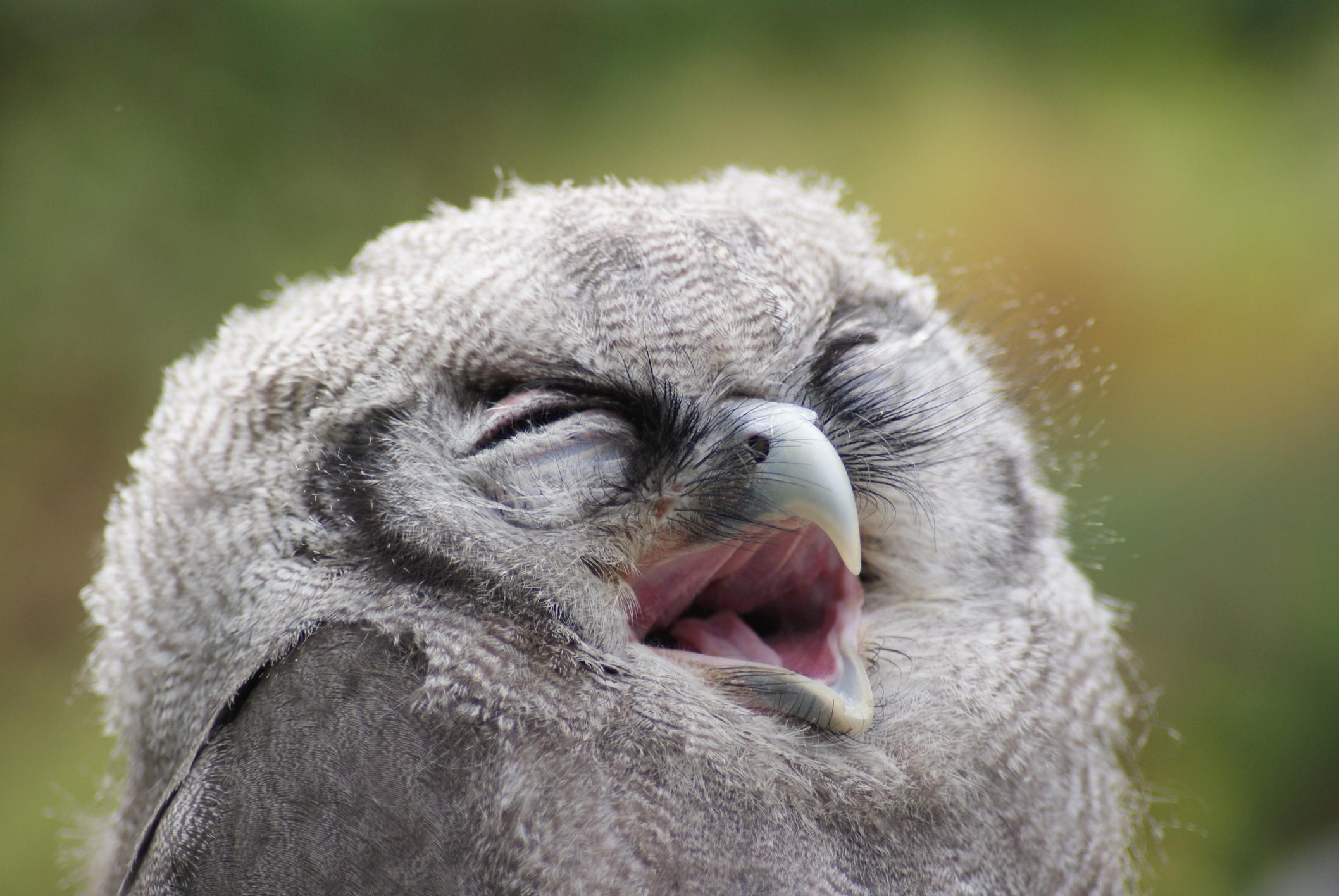 What Do Owls Eat? - Owl Diets by Species