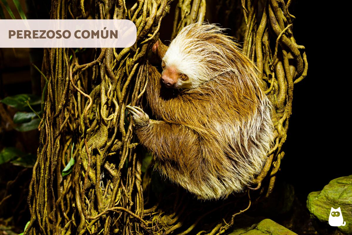 60 Tropical Forest Animals - A Complete List with Characteristics and ...