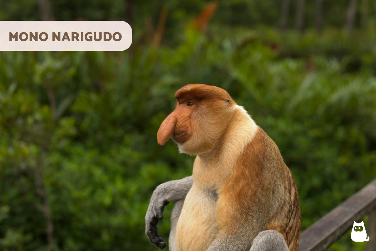 60 Tropical Forest Animals - A Complete List with Characteristics and ...