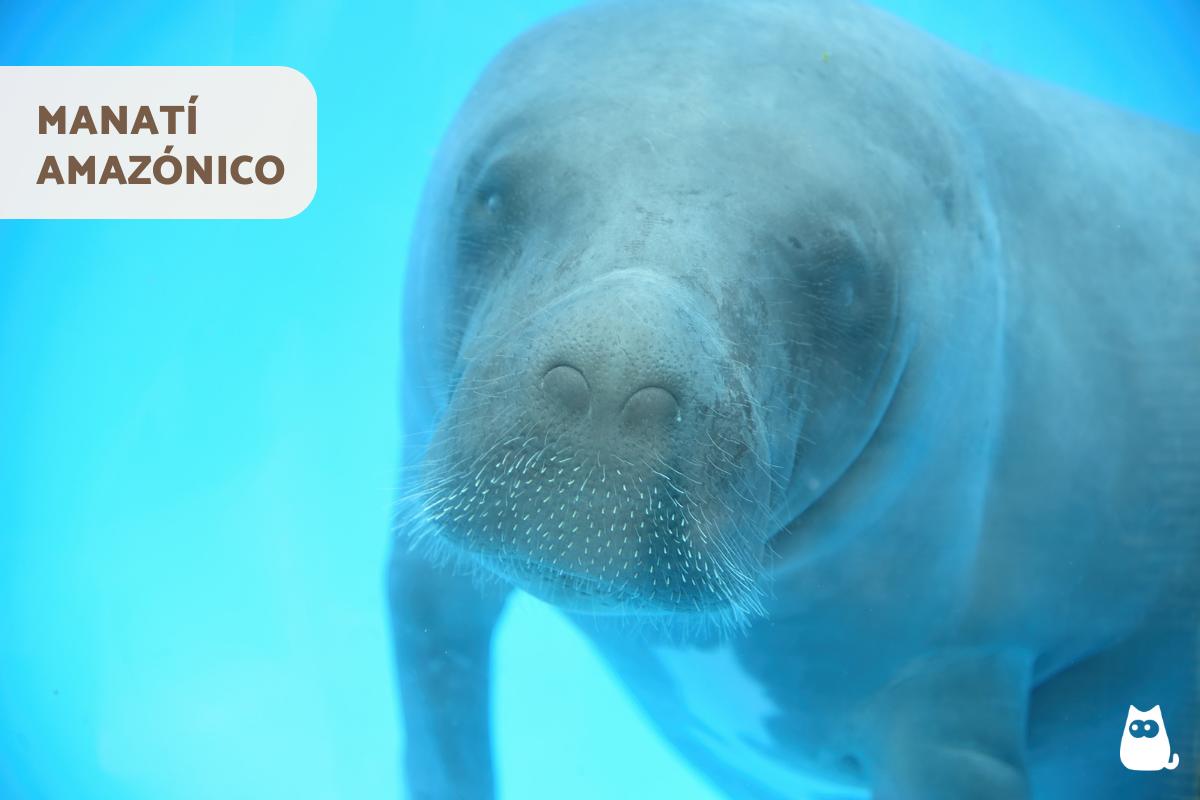 60 Tropical Forest Animals - A Complete List with Characteristics and ...