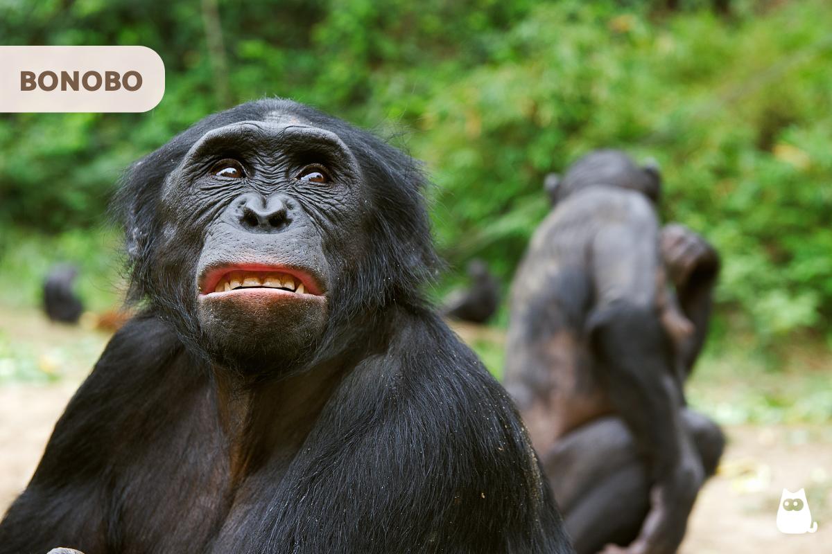 60 Tropical Forest Animals - A Complete List with Characteristics and ...