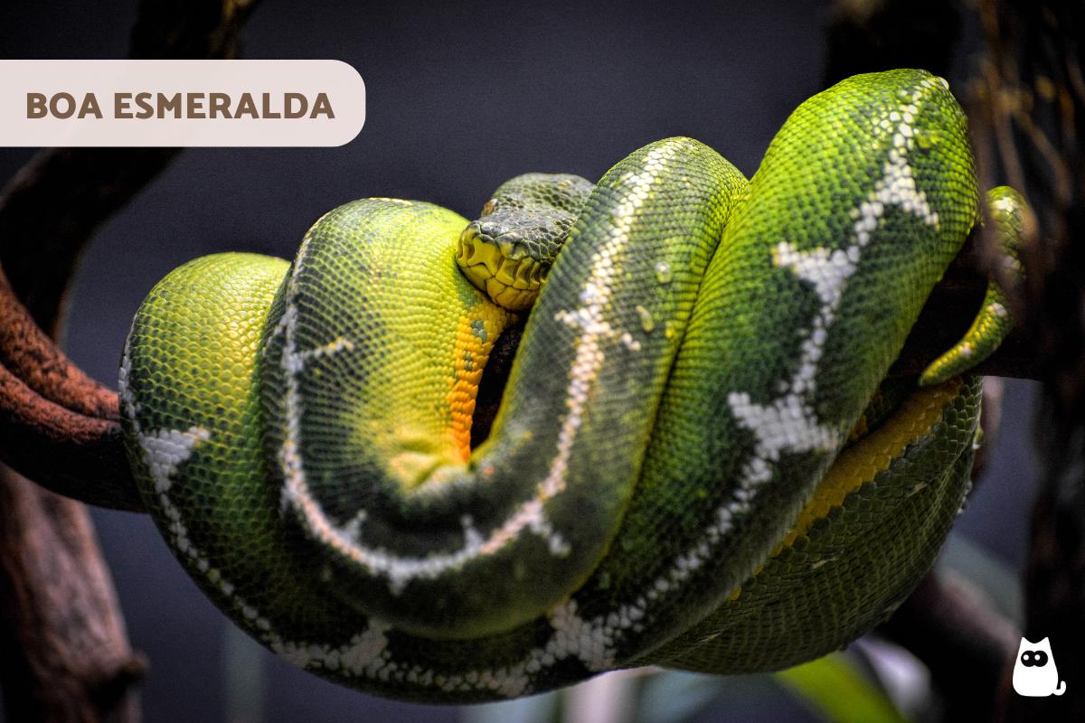 60 Tropical Forest Animals - A Complete List with Characteristics and Photos