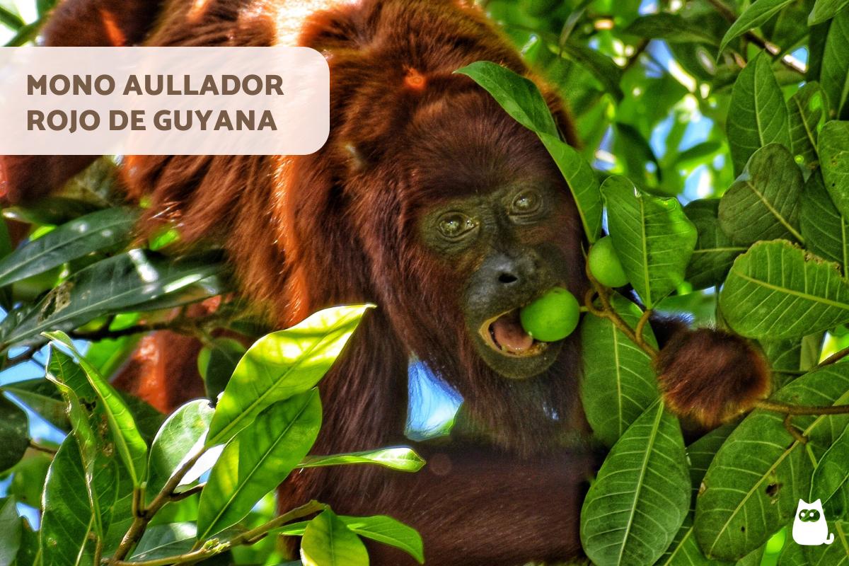 60 Tropical Forest Animals - A Complete List with Characteristics and ...