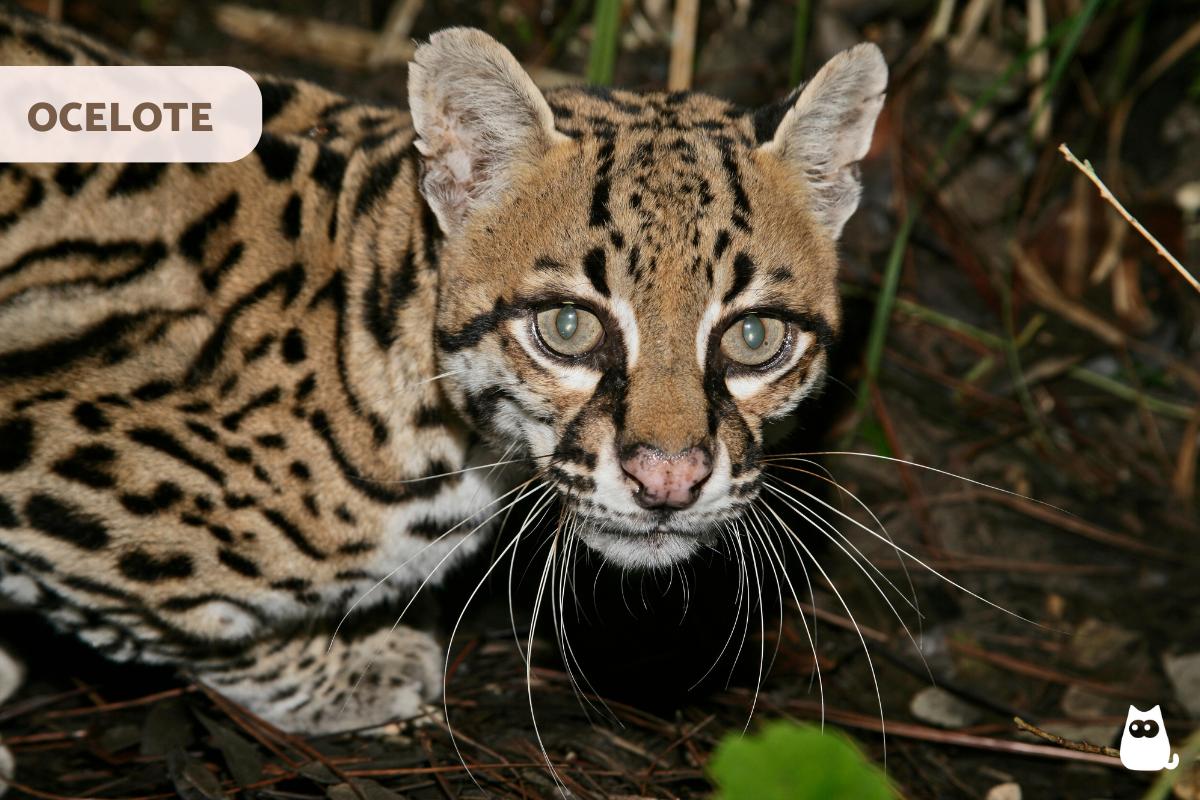 60 Tropical Forest Animals - A Complete List with Characteristics and ...