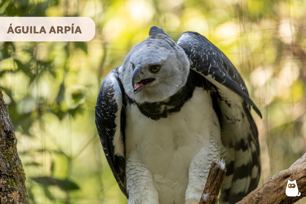 60 Tropical Forest Animals - A Complete List with Characteristics and ...