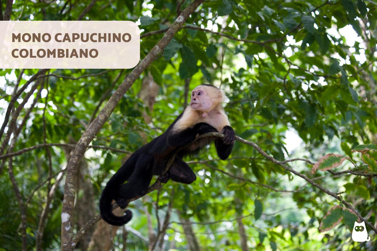 60 Tropical Forest Animals - A Complete List with Characteristics and ...