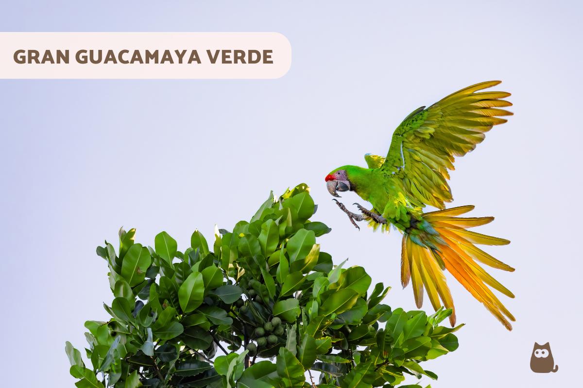 60 Tropical Forest Animals - A Complete List with Characteristics and ...