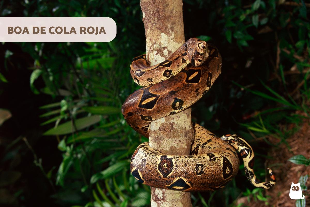 60 Tropical Forest Animals - A Complete List with Characteristics and ...