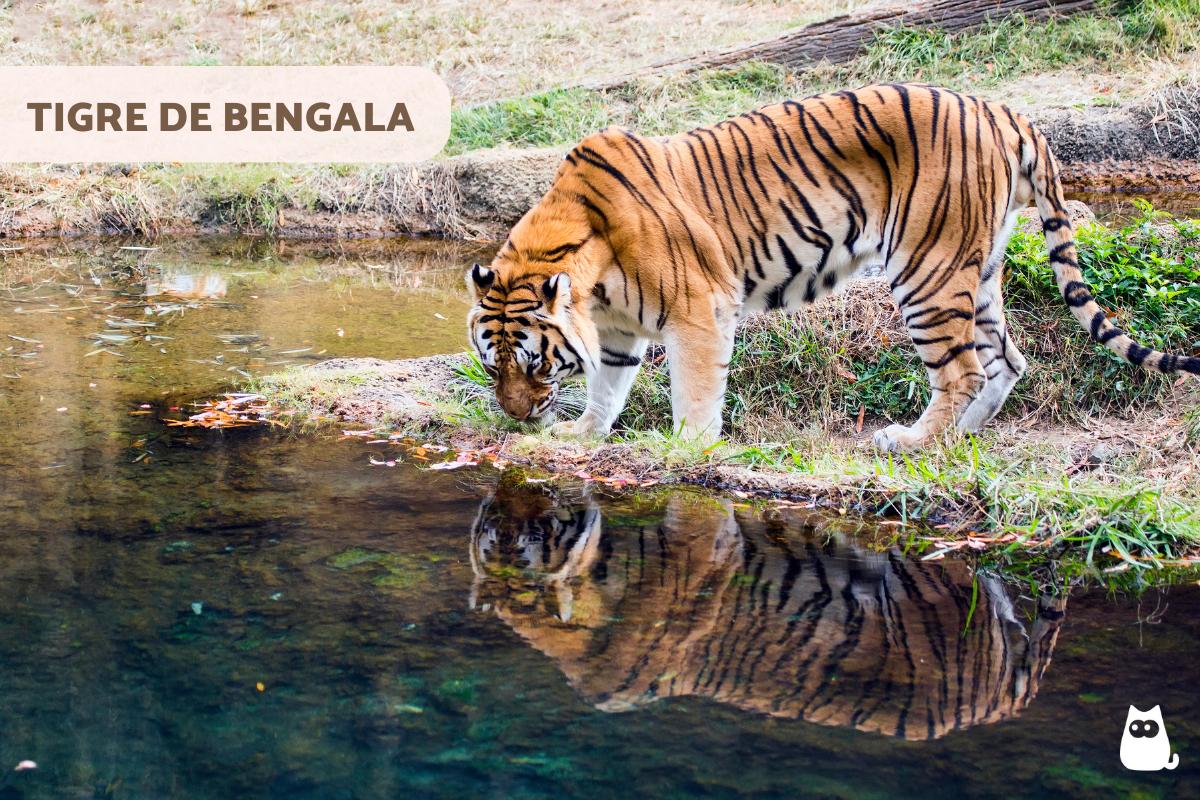 60 Tropical Forest Animals - A Complete List with Characteristics and ...