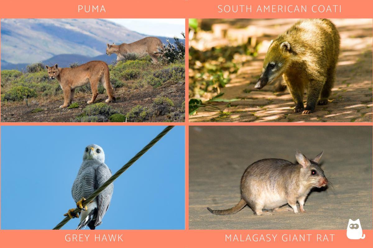 60 Tropical Forest Animals - A Complete List with Characteristics and ...