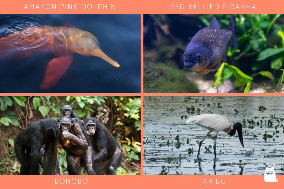 60 Tropical Forest Animals - A Complete List with Characteristics and ...