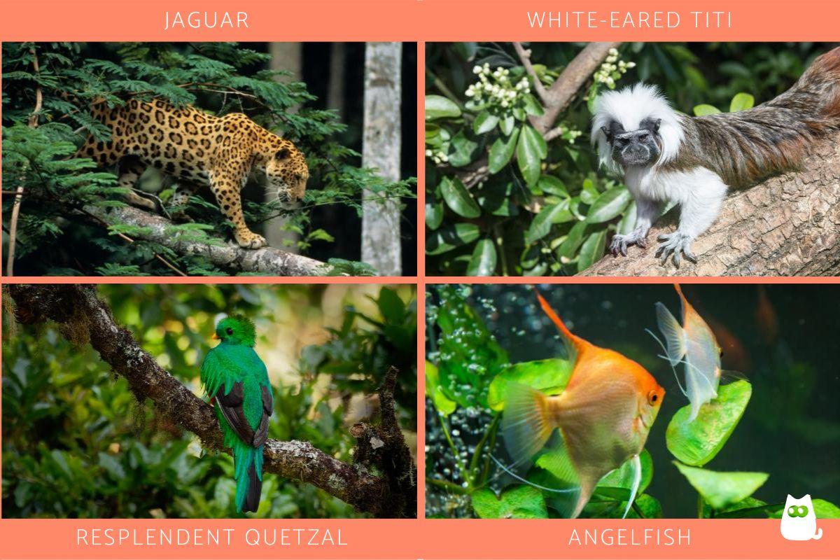 60 Tropical Forest Animals - A Complete List with Characteristics and ...