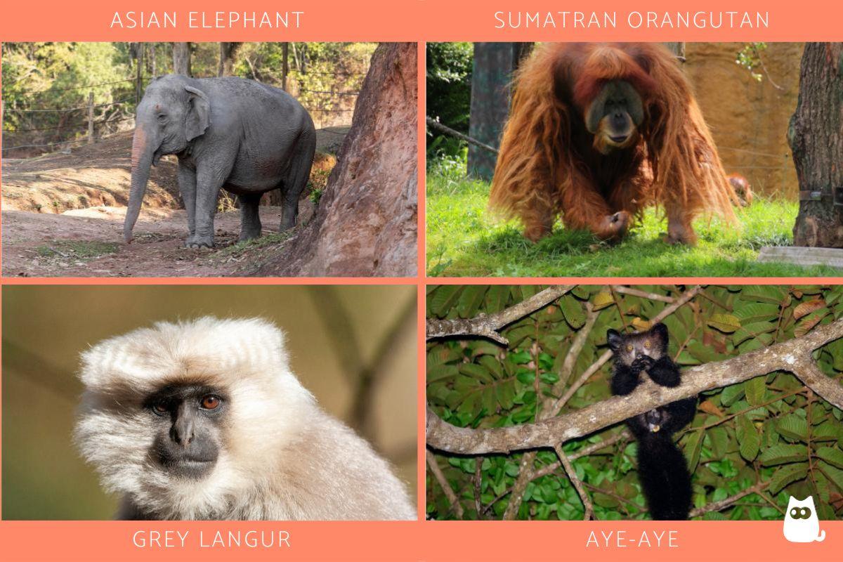 60 Tropical Forest Animals - A Complete List with Characteristics and ...