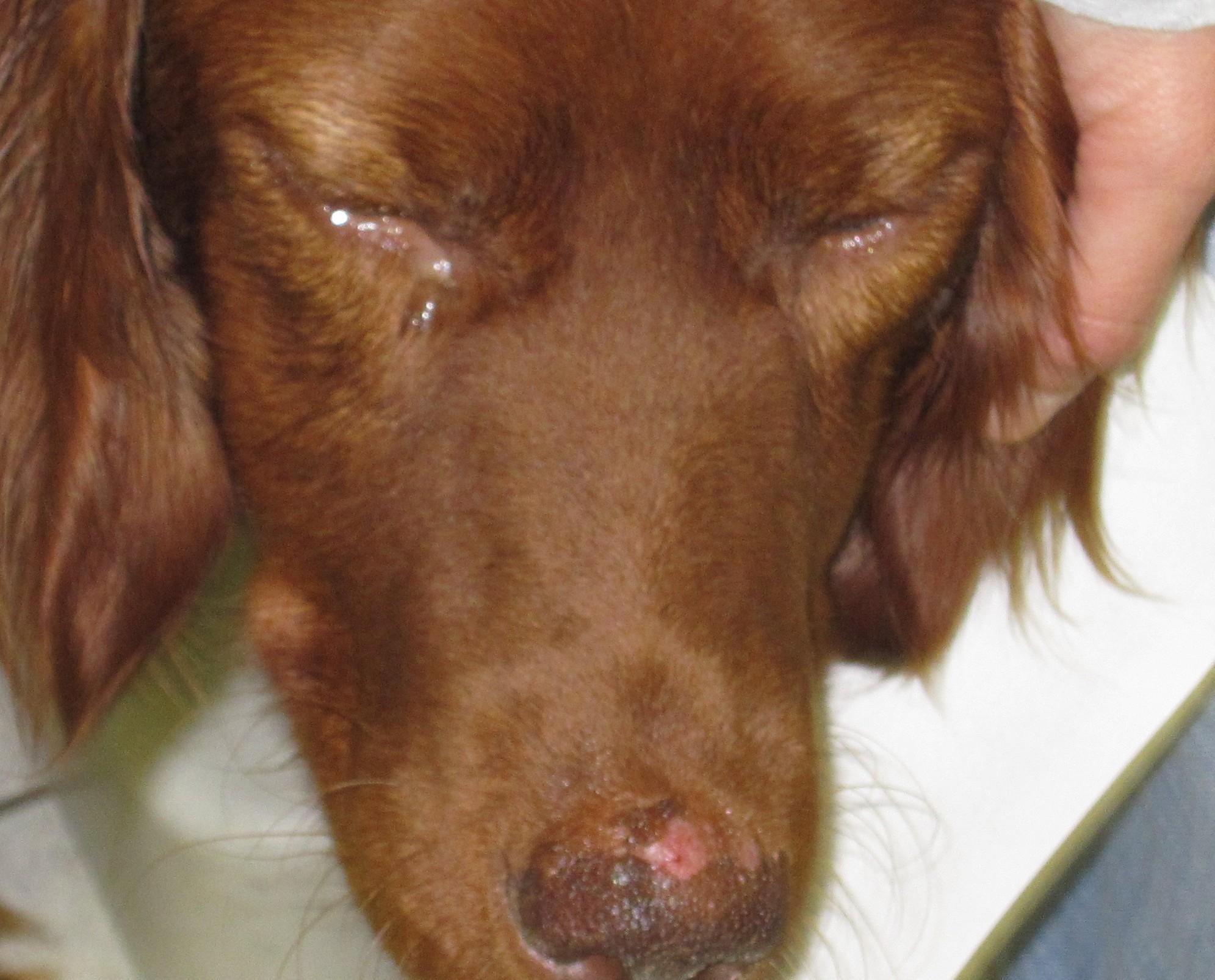 Leishmaniasis In Dogs: Symptoms, Treatment, Life Expectancy