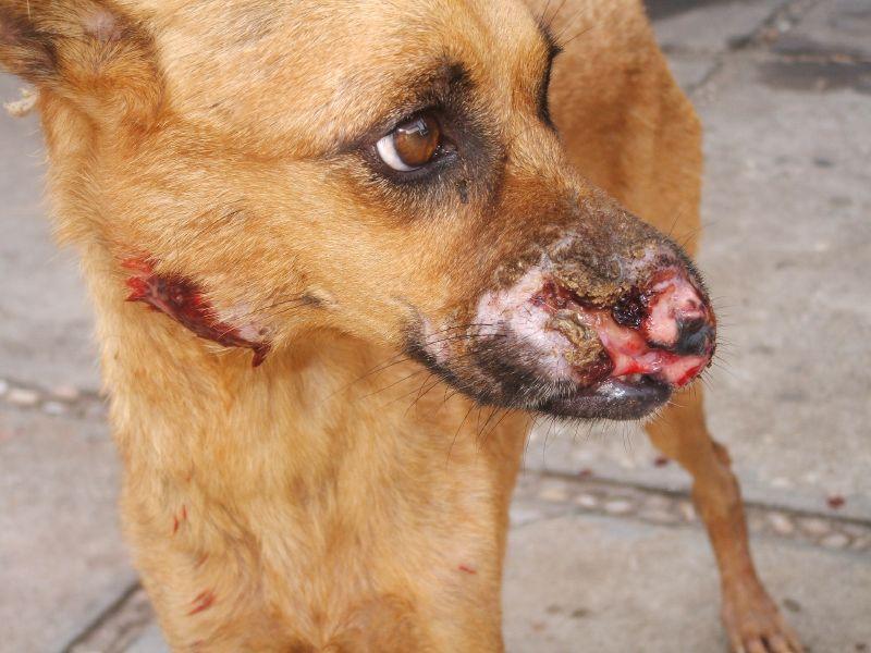 Leishmaniasis In Dogs: Symptoms, Treatment, Life Expectancy
