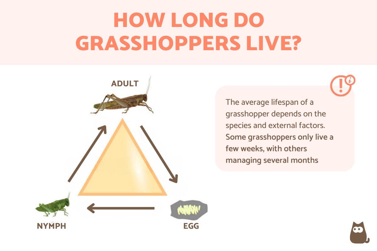 How Long Do Grasshoppers Live? - Grasshopper Lifespan