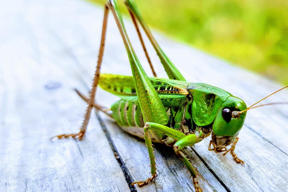 How Long Do Grasshoppers Live? - Grasshopper Lifespan