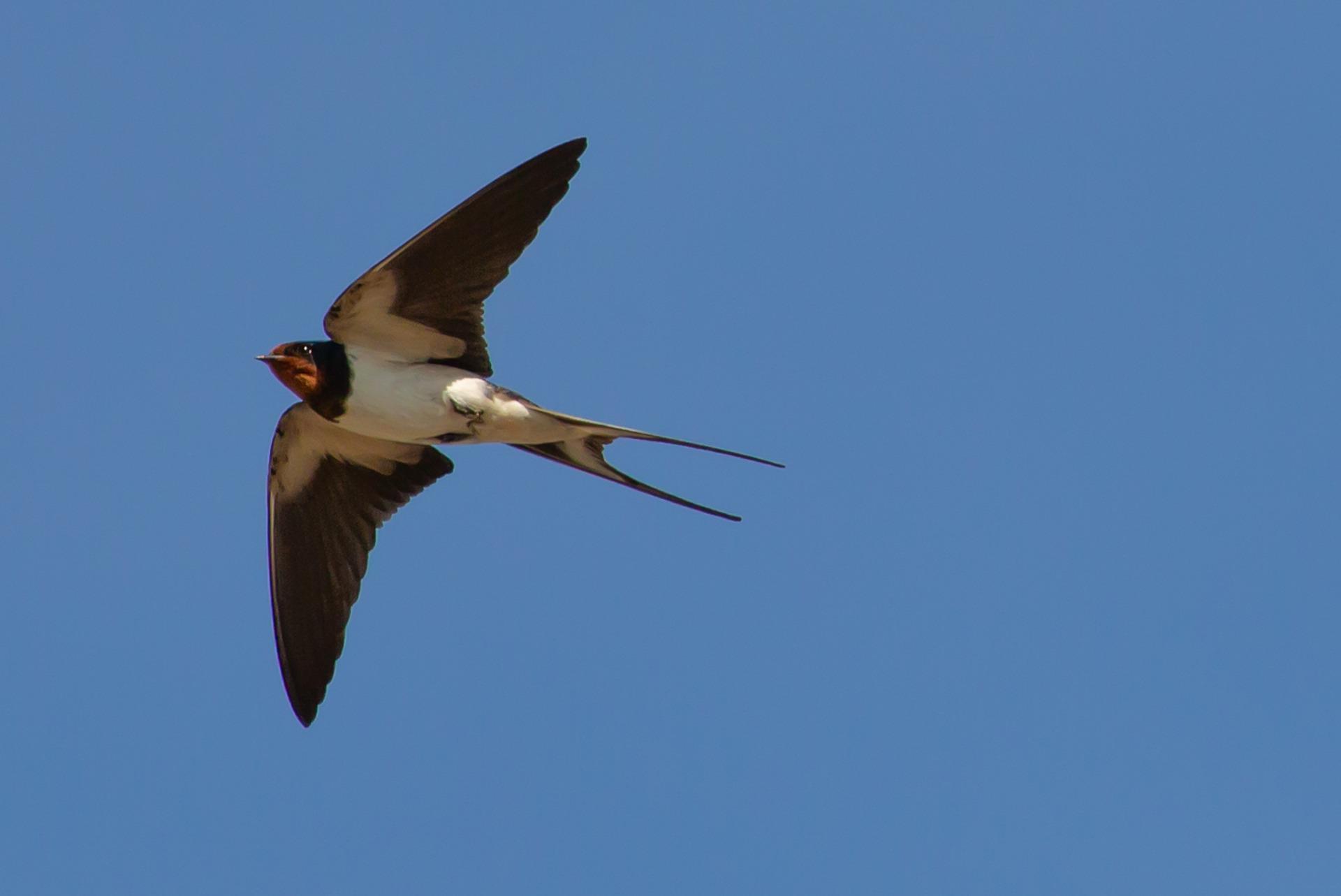 Swallow Bird Migration - How, Why, and Where Do Swallows Migrate?
