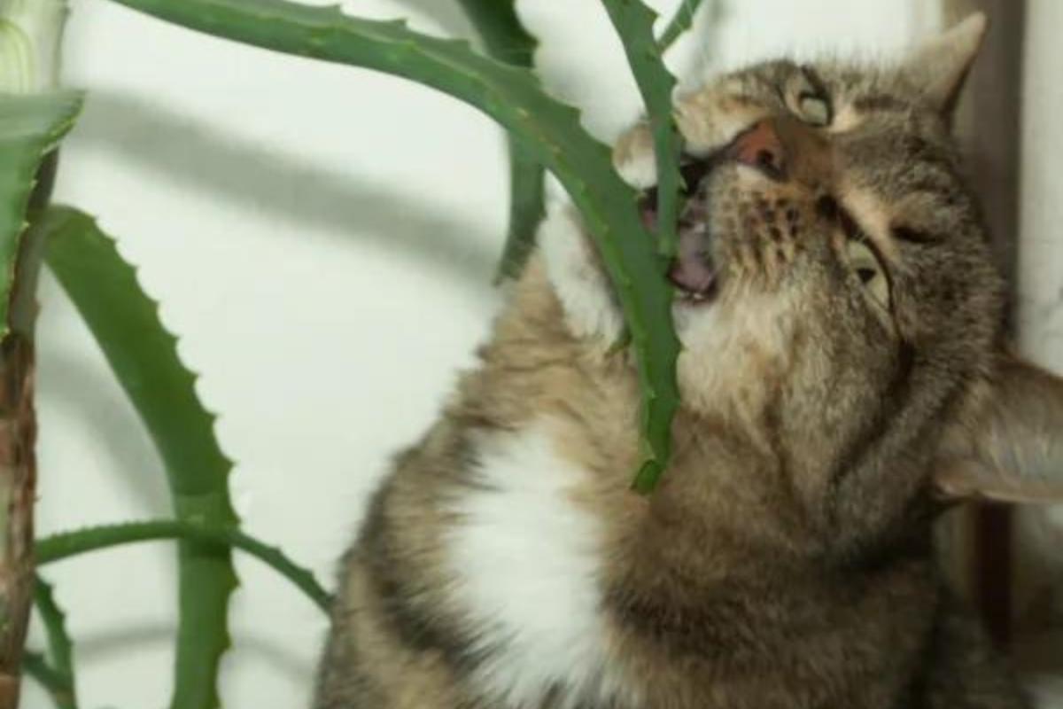 40 Plants That Are Toxic for Cats - Cat Dangerous Plants