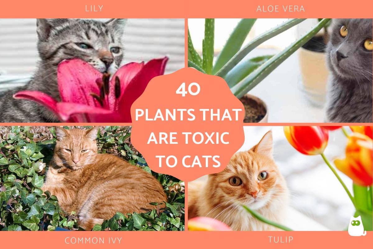 40 Plants That Are Toxic for Cats - Cat Dangerous Plants