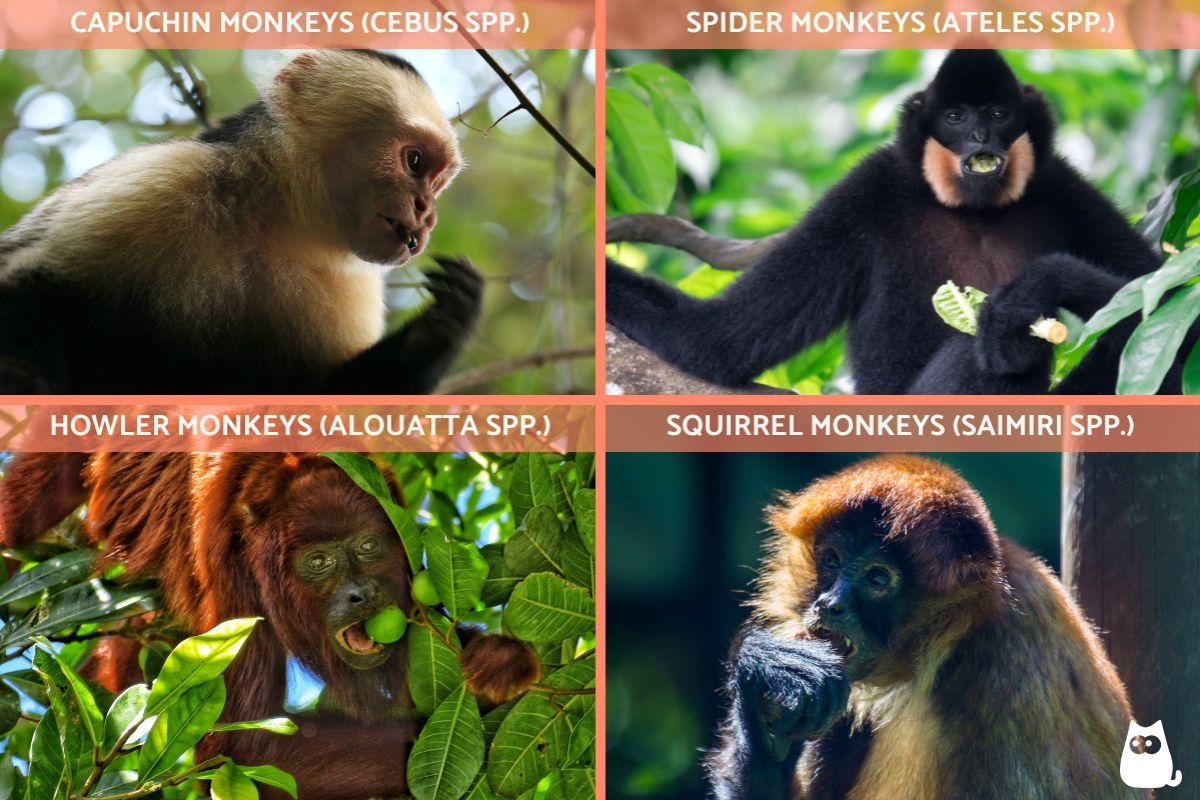What Do Monkeys Eat? - A Breakdown of Their Diet by Species