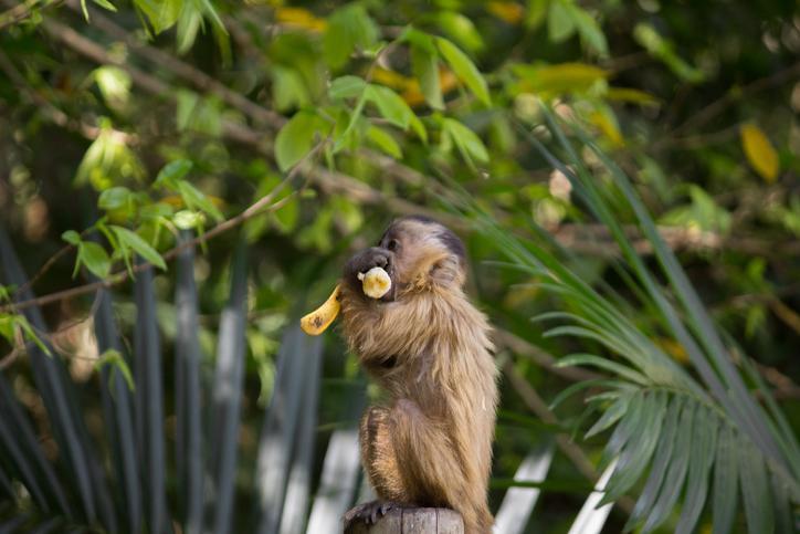 What Do Monkeys Eat? - A Breakdown of Their Diet by Species