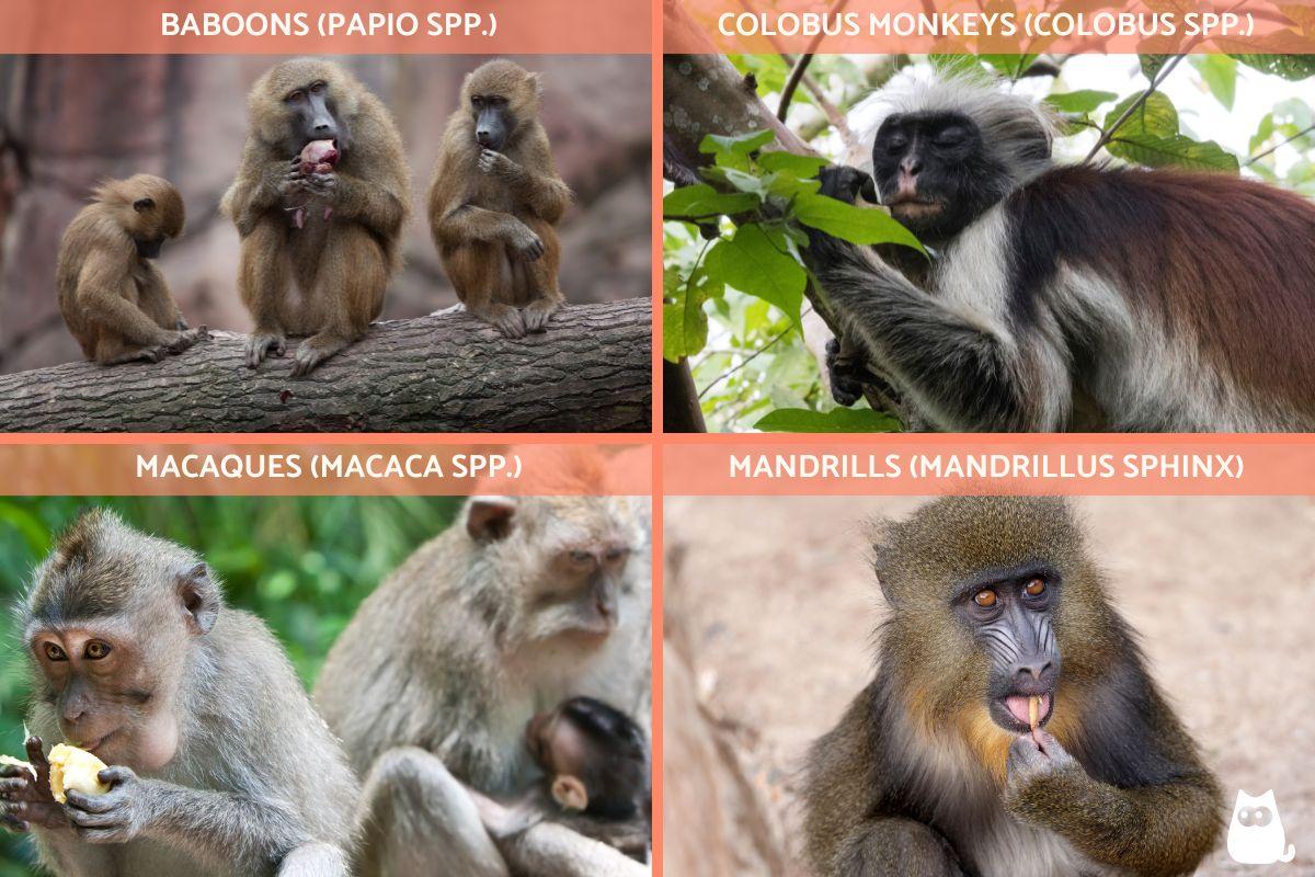 What Do Monkeys Eat? - A Breakdown of Their Diet by Species