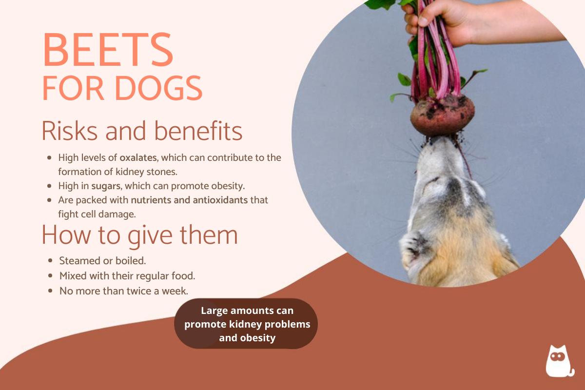 Can Dogs Eat Beets? - Risk and Benefits of Beets for Dogs