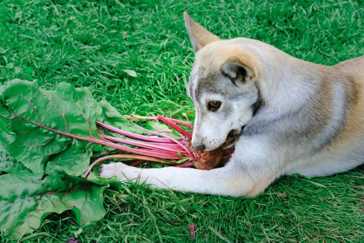 Can Dogs Eat Beets? - Risk and Benefits of Beets for Dogs