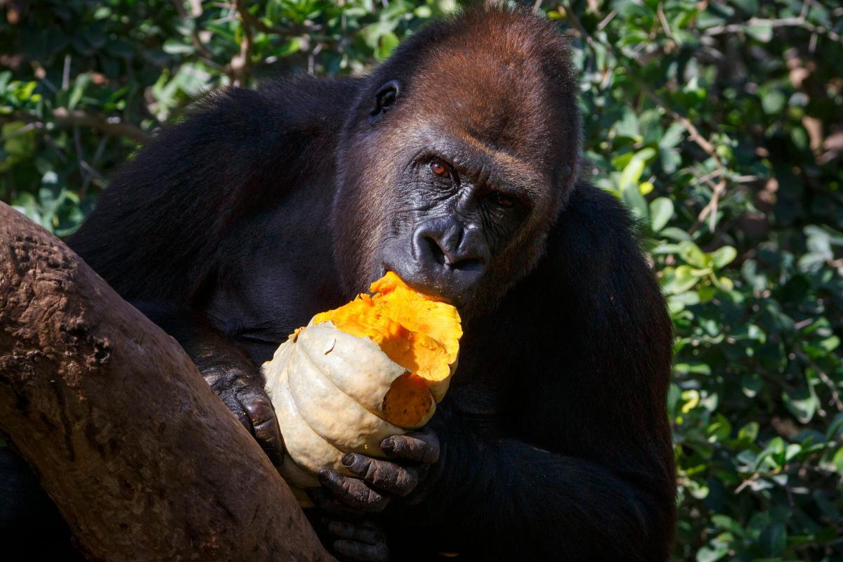 What Do Gorillas Eat? - Gorilla Diet Explained