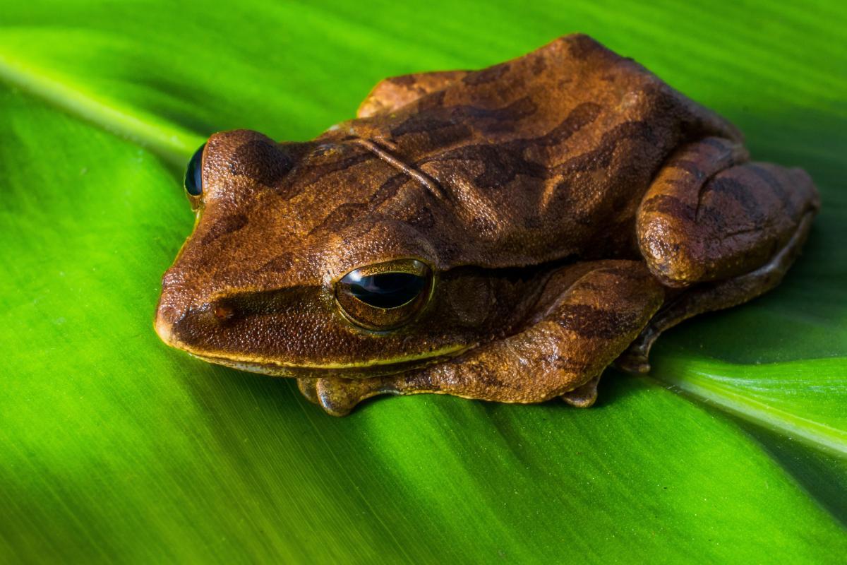 20 Hairless Animals - Examples of Animals Without Hair - With Photos