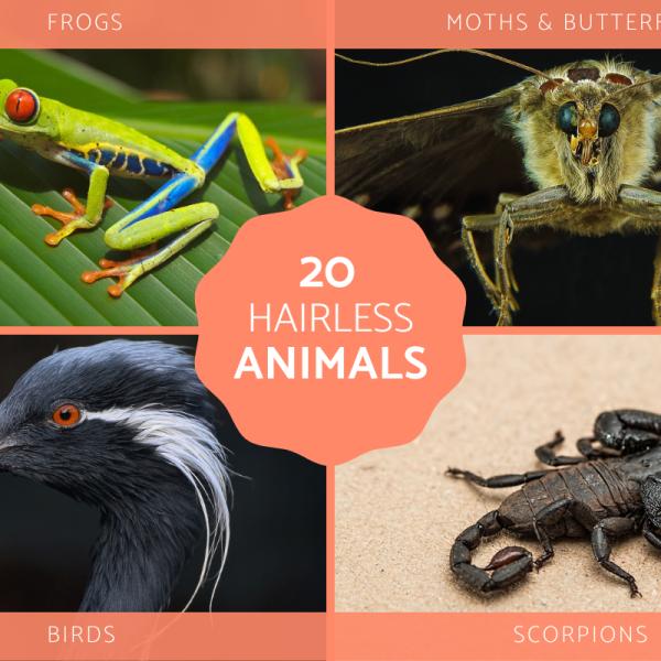 animals without fur name
