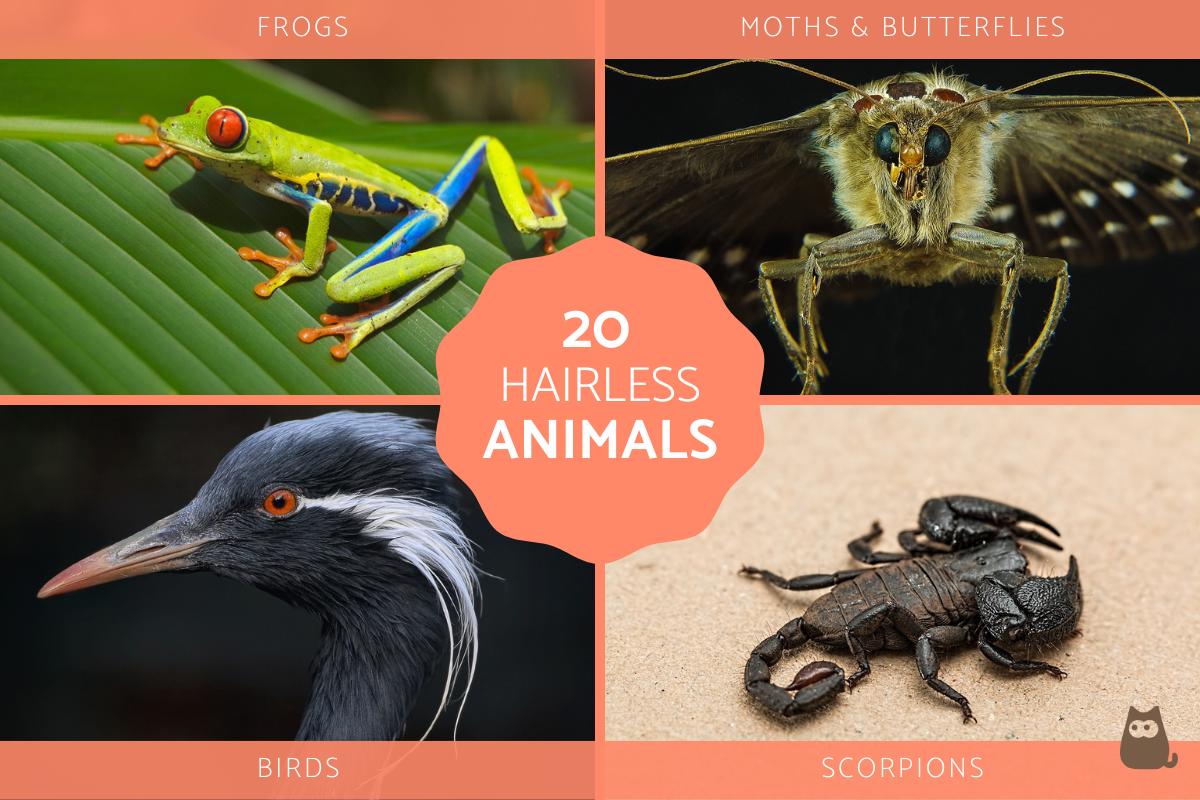 20 Hairless Animals - Examples of Animals Without Hair - With Photos