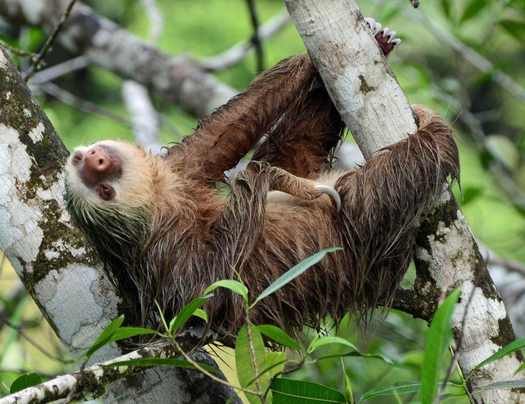 Why Are Sloths So Slow? - Sloth Speed Explained