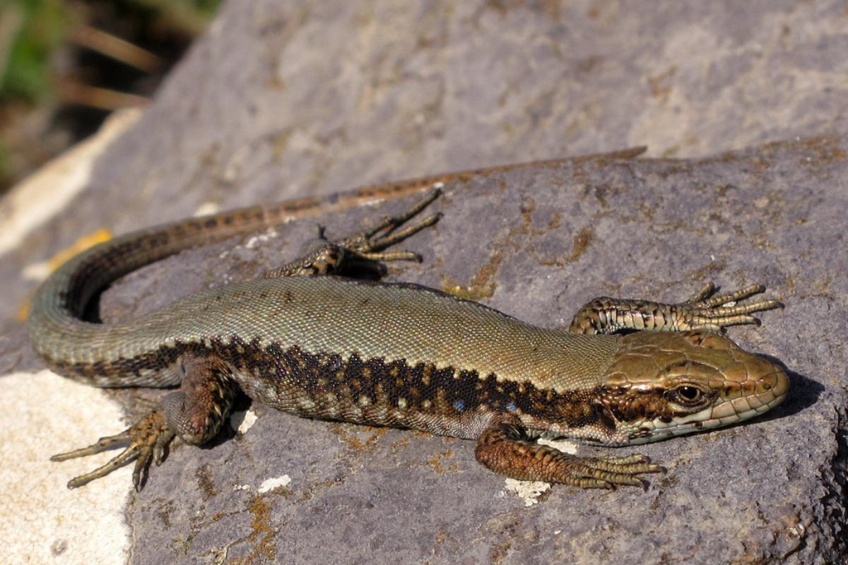 20 Hairless Animals - Examples of Animals Without Hair - With Photos