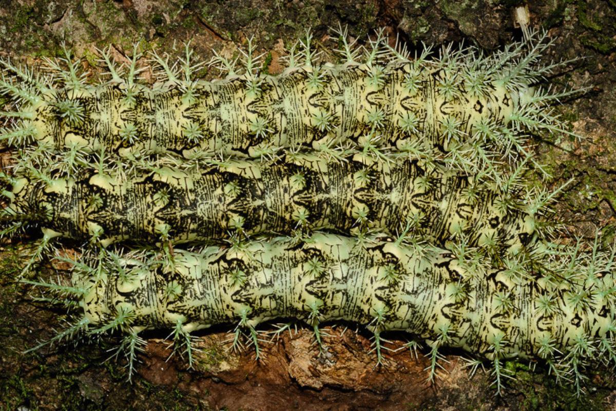 20 Hairless Animals - Examples of Animals Without Hair - With Photos