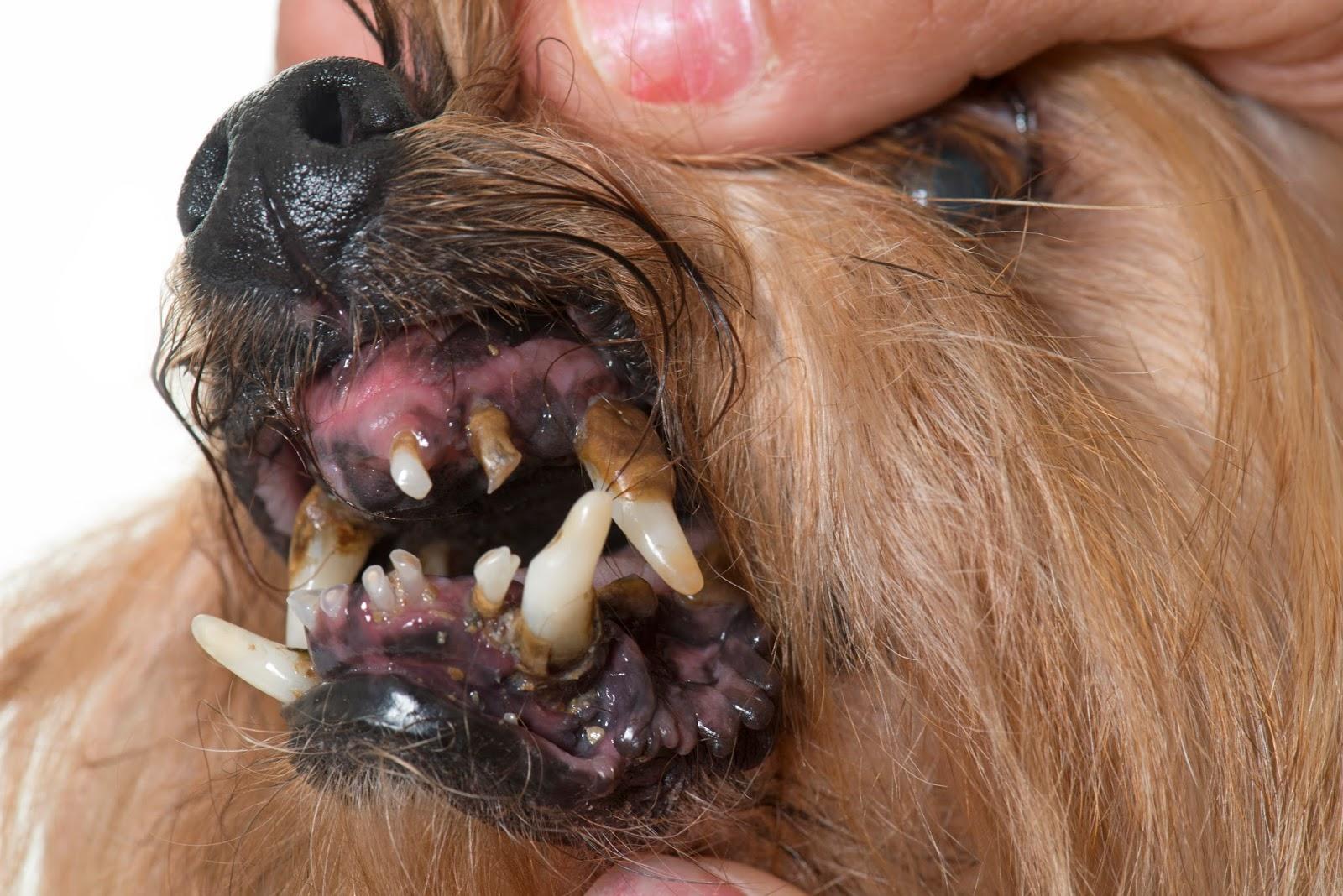 My Dog's Gums Are Bleeding - Gingivitis in Dogs - Causes & Treatment