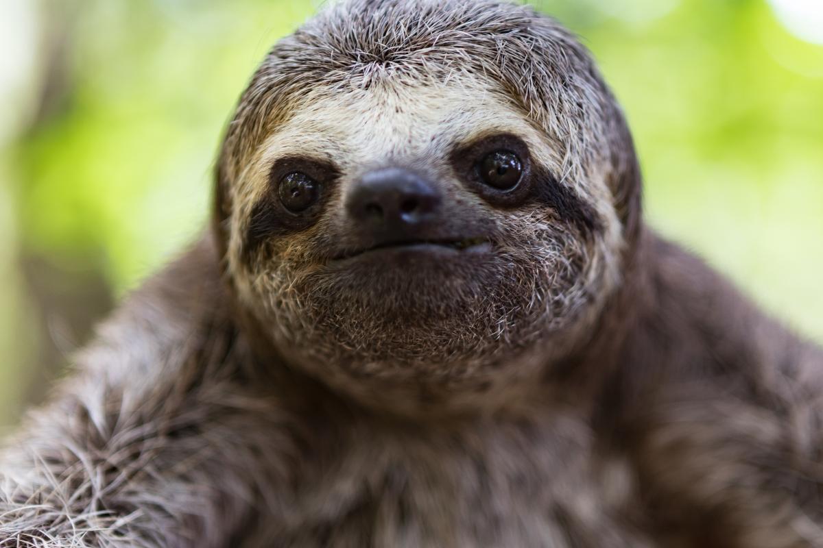 Why Are Sloths So Slow? - Sloth Speed Explained