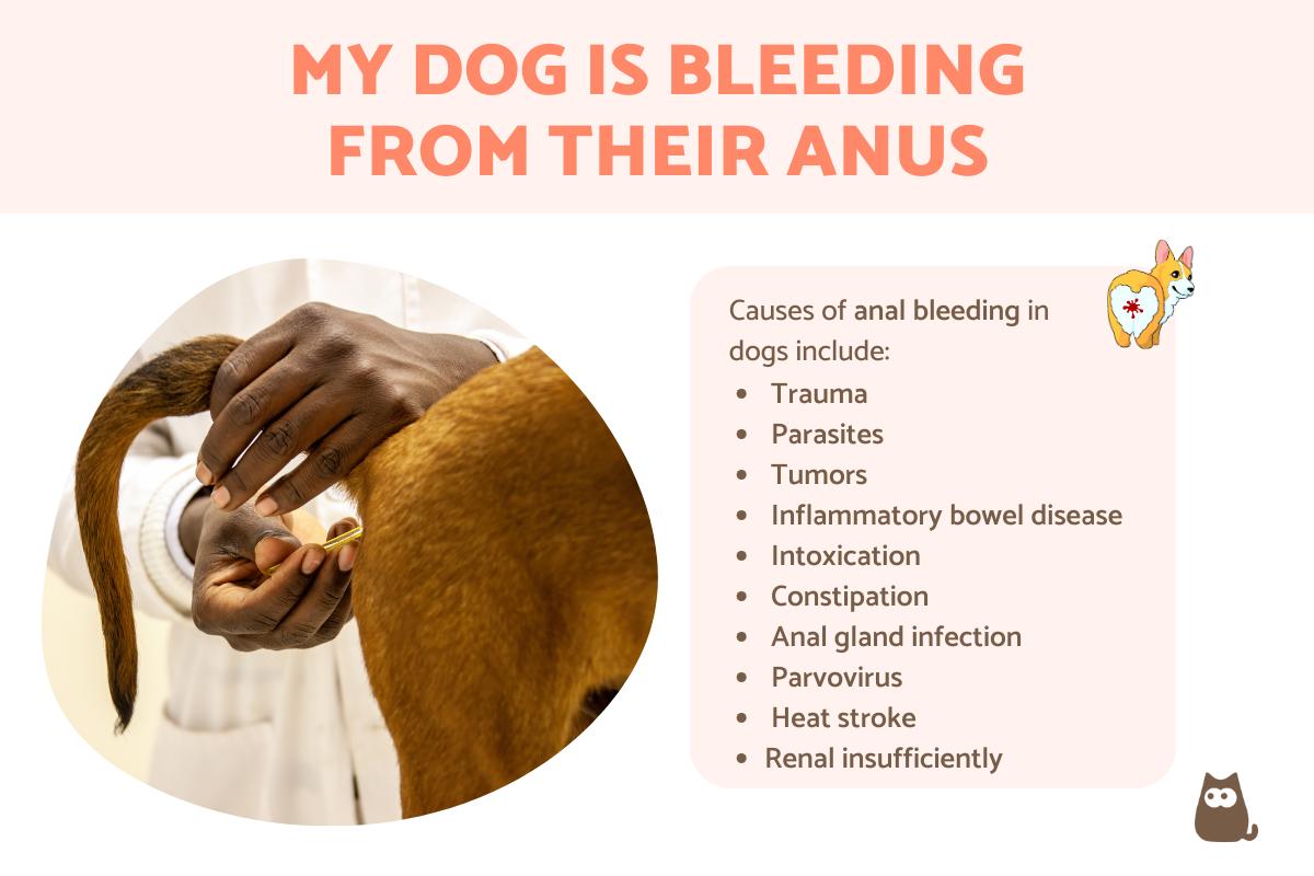 dog anus bleeding