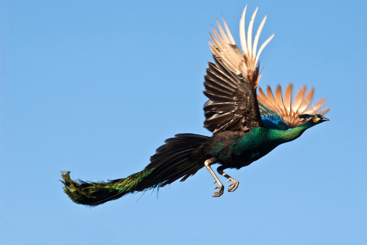 Do Peacocks Fly or Walk? - Understanding How Peacocks Move