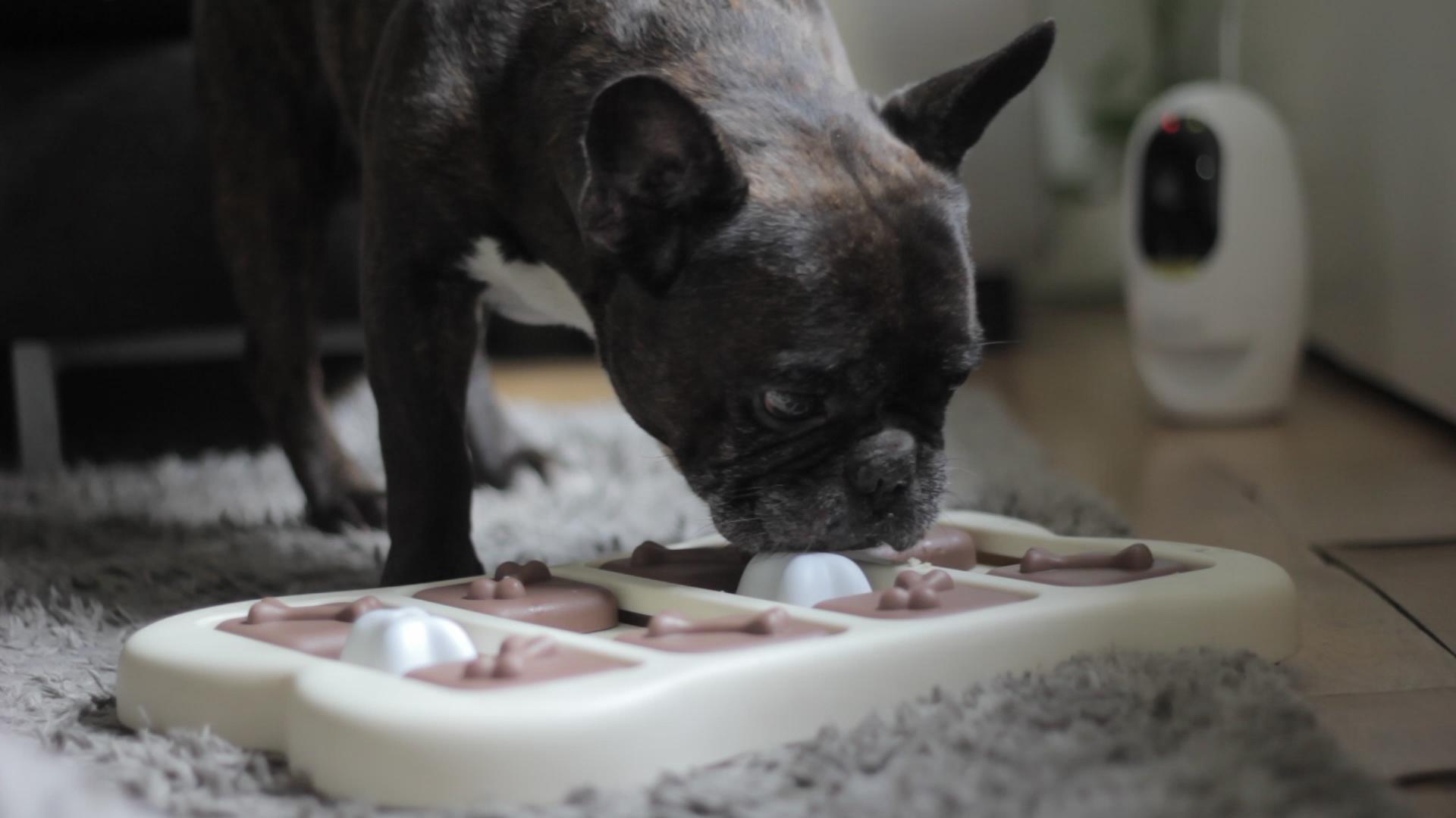 What Do Dogs Need To Be Happy And Healthy? - Satisfy Their Needs!