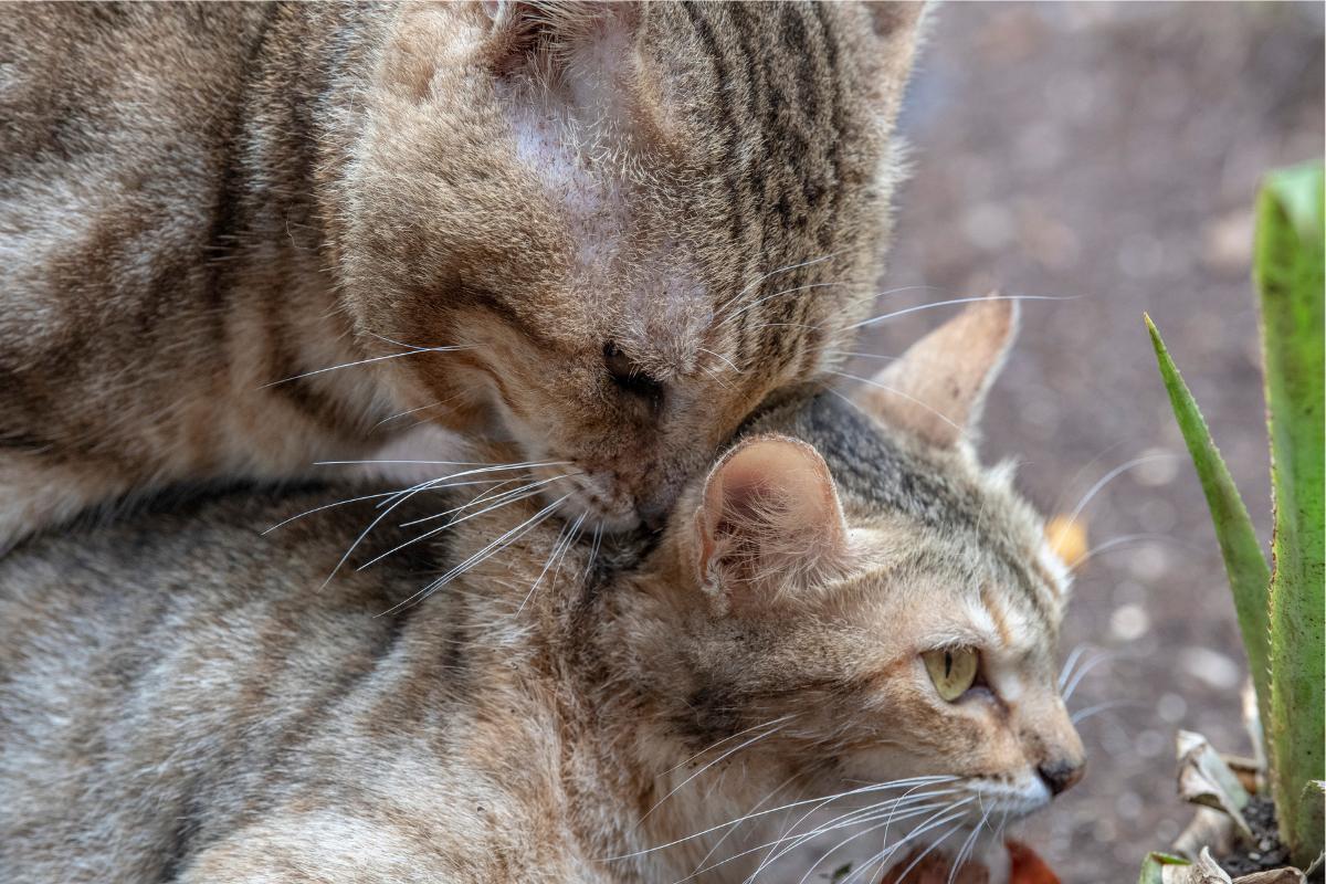 My Neutered Cat Still Humps - Reasons for Mounting in Sterilized Cats