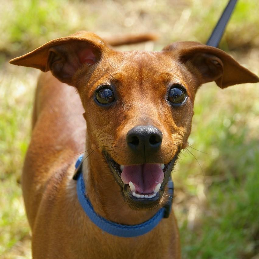 How to Identify a Dog's Breed