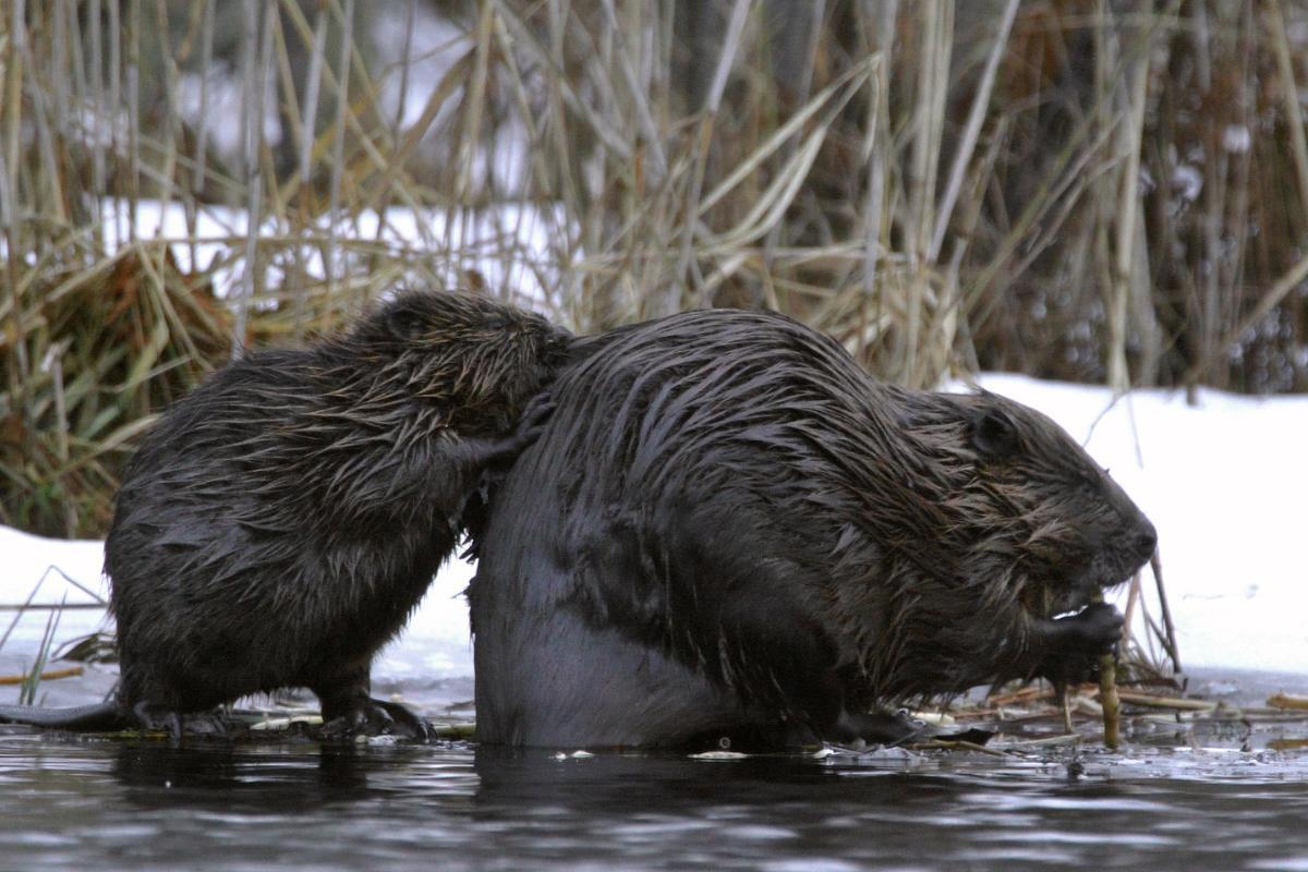 How Many Types of Beavers Are There? - Photos and Facts