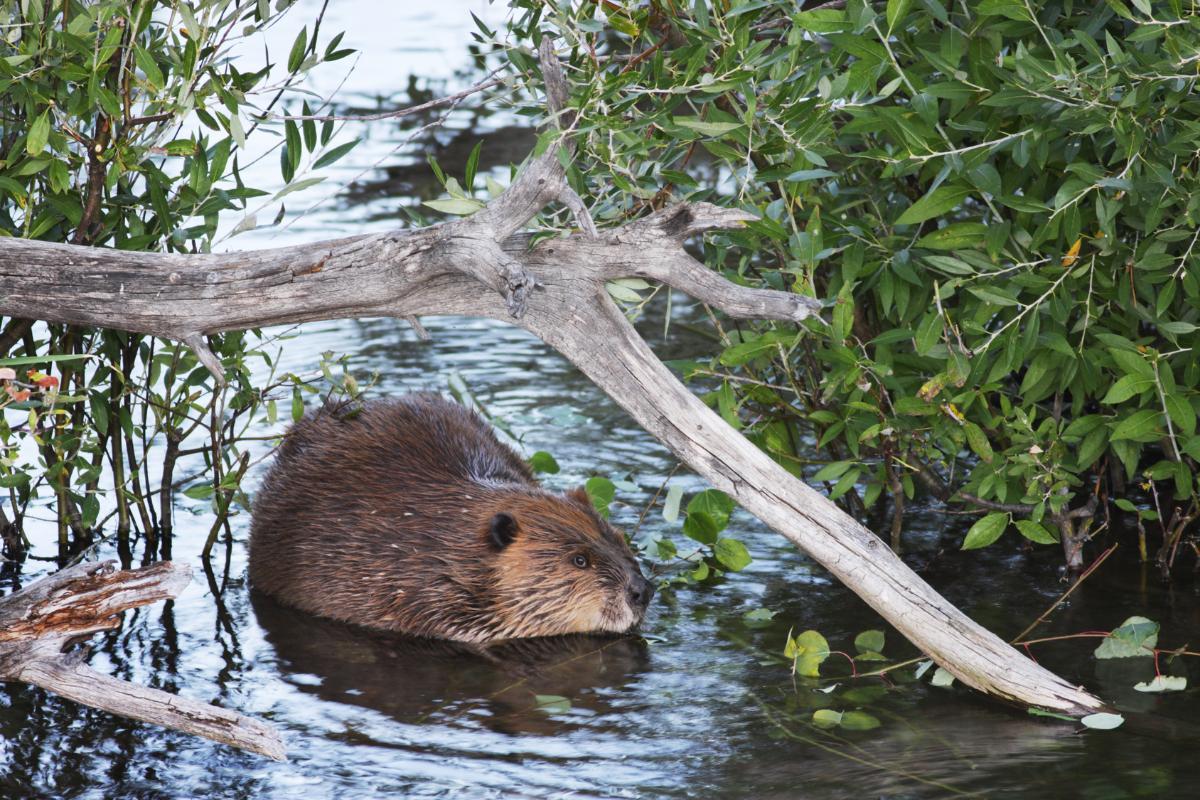 How Many Types of Beavers Are There? - Photos and Facts