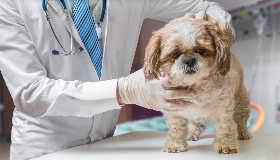 What Does White Dog Poop Mean? - Causes And Treatment!