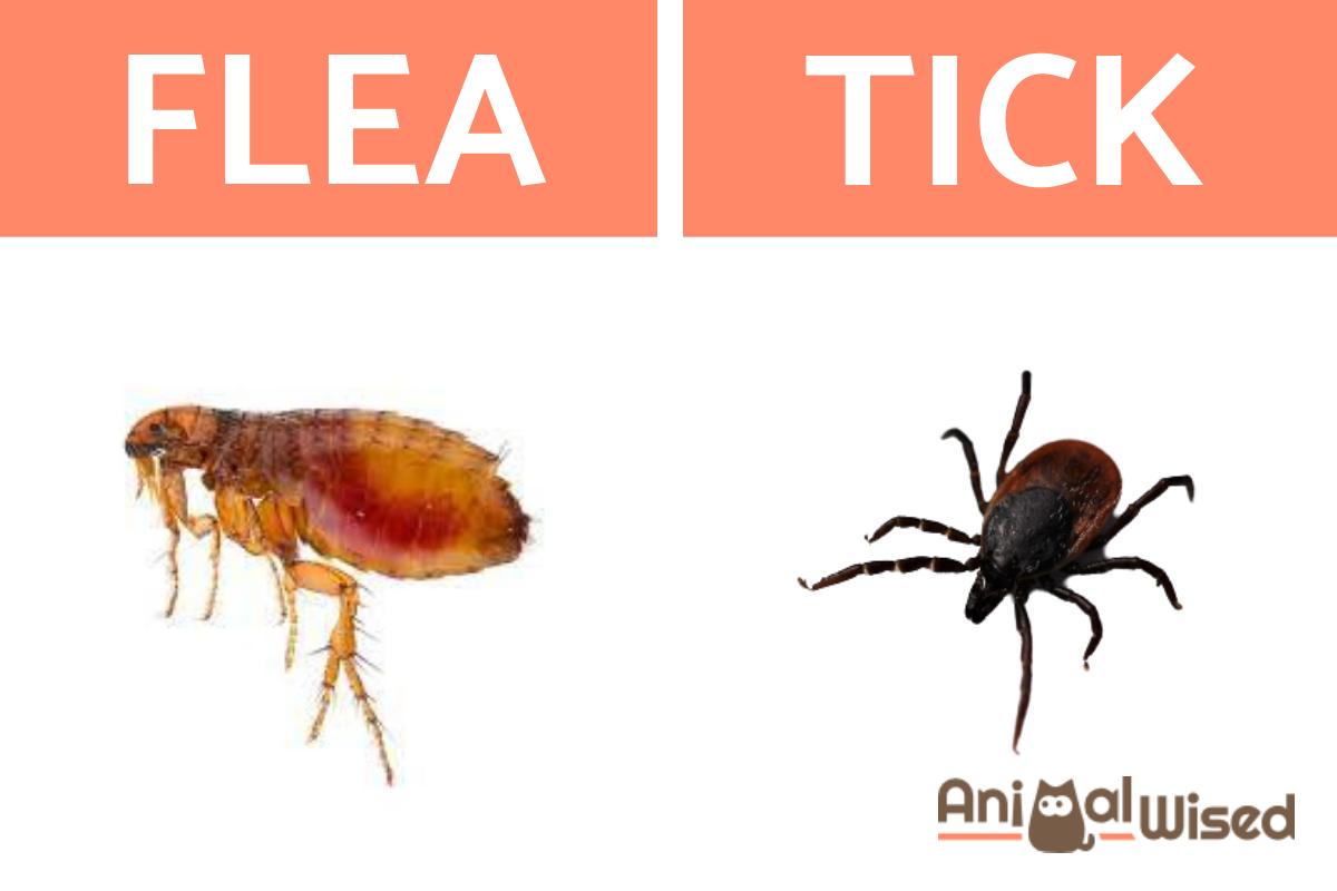 Differences Between Fleas and Ticks - Learn How to Identify Them