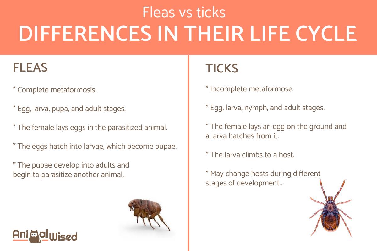 Differences Between Fleas and Ticks - Learn How to Identify Them Differences Between Fleas and Ticks - Learn How to Identify Them